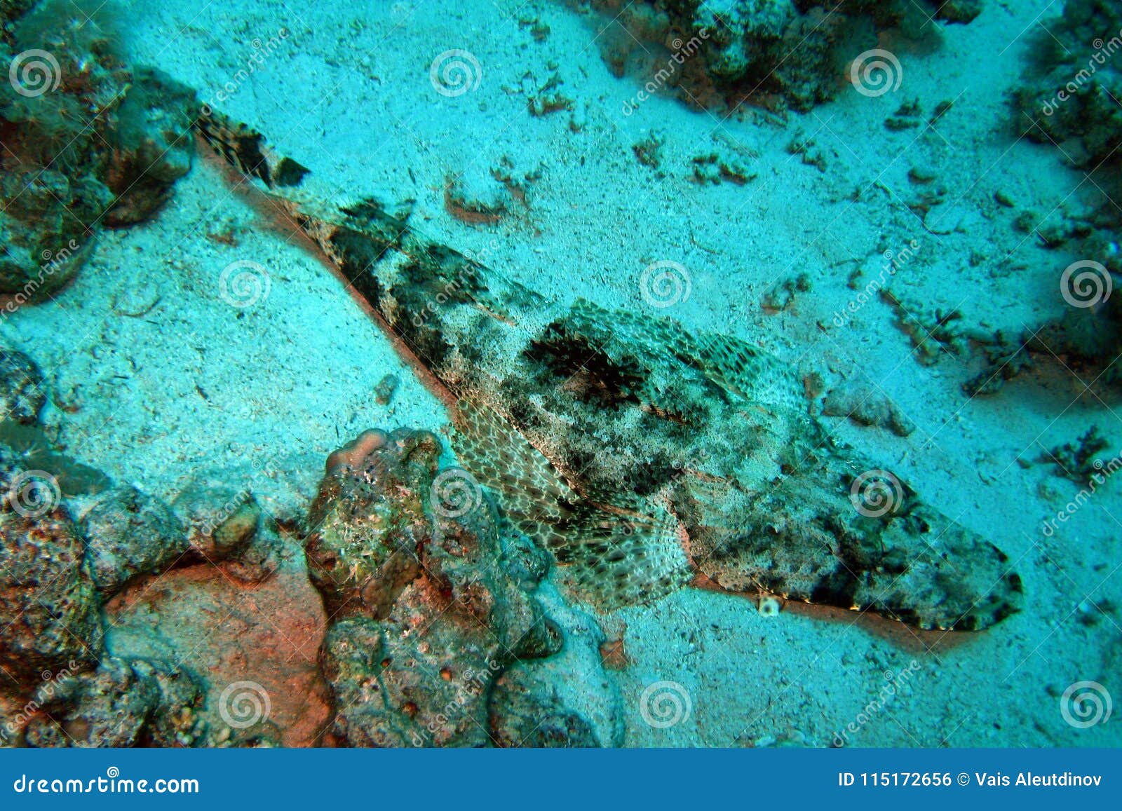 Poissons De Crocodile, La Mer Rouge, Egypte Photo stock - Image du ...