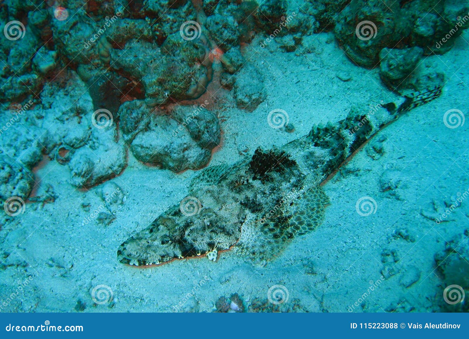 Poissons De Crocodile, La Mer Rouge, Egypte Photo stock - Image du ...