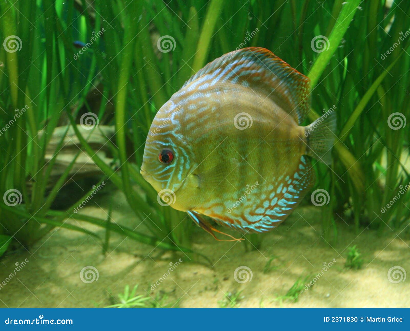 Poissons De Disque Image. Image: 2371830
