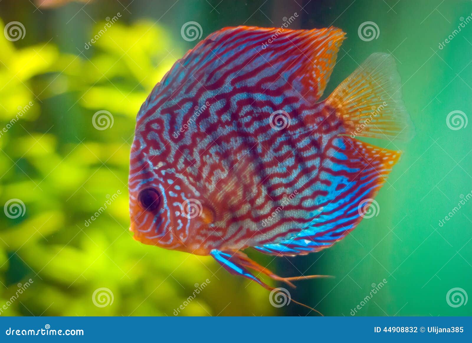 Poissons de disque photo stock. Image du amérique, wallpaper - 44908832
