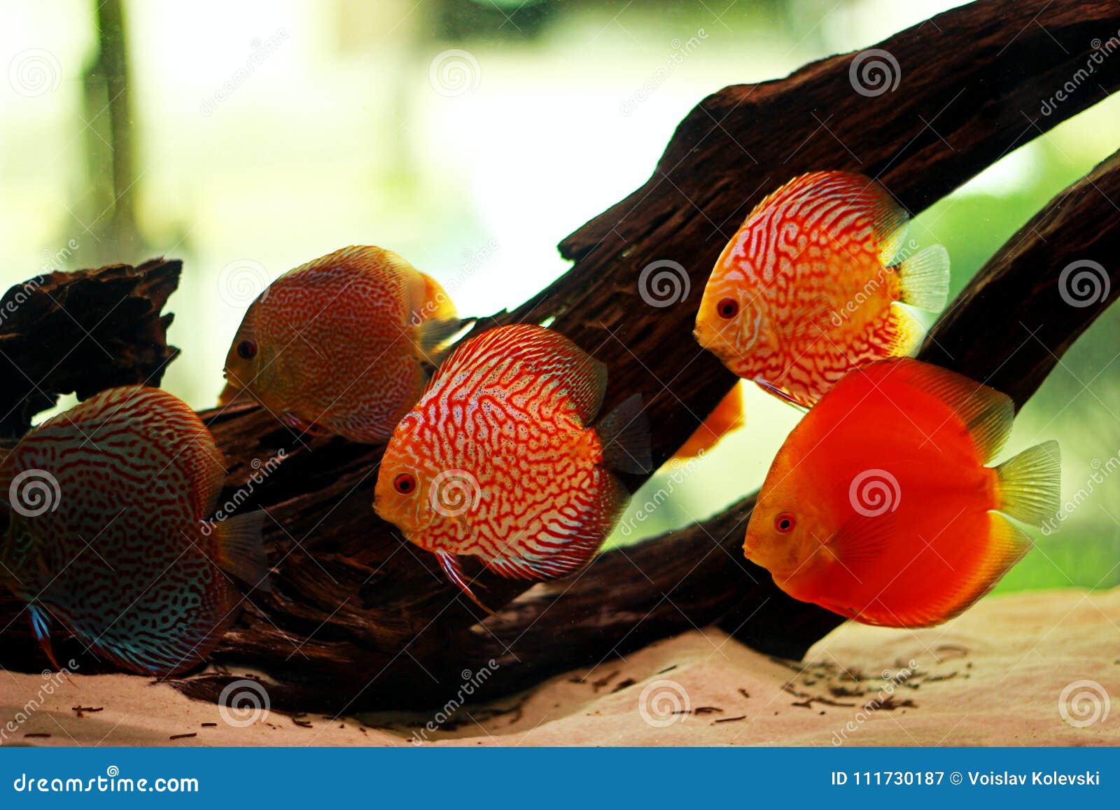 Poissons De Disque Dans L'aquarium D'eau Douce Image stock - Image du ...
