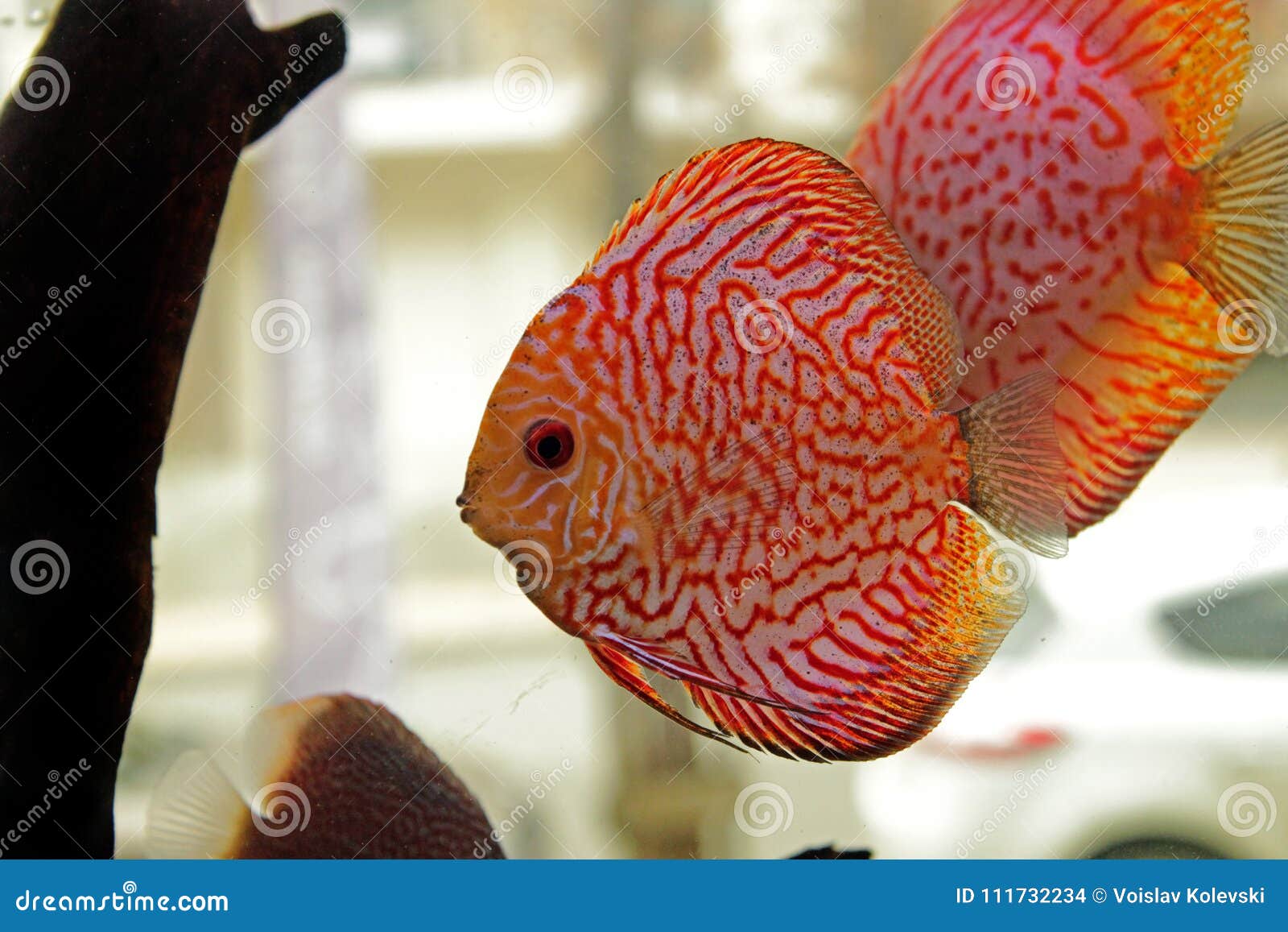 Poissons De Disque Dans L'aquarium D'eau Douce Photo stock - Image du ...