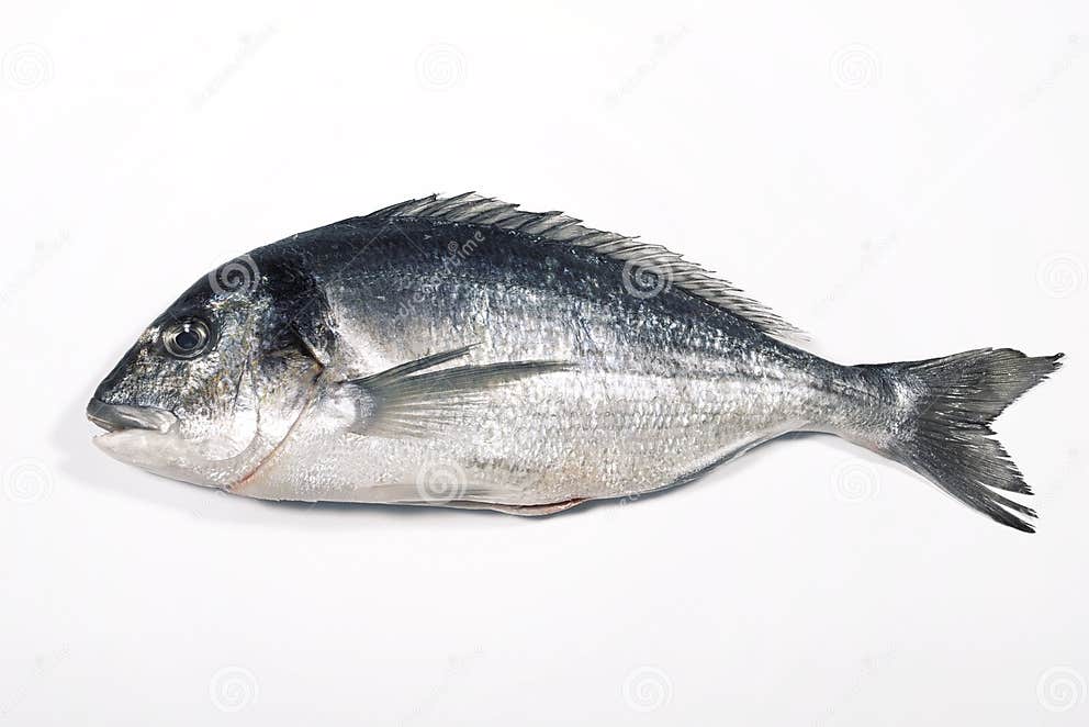 Poissons de dorade image stock. Image du dieting, poissons - 17714575