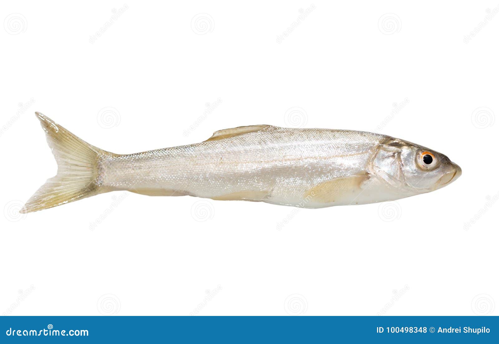 Poissons De Goujon Sur Un Fond Blanc Photo stock - Image du nature ...