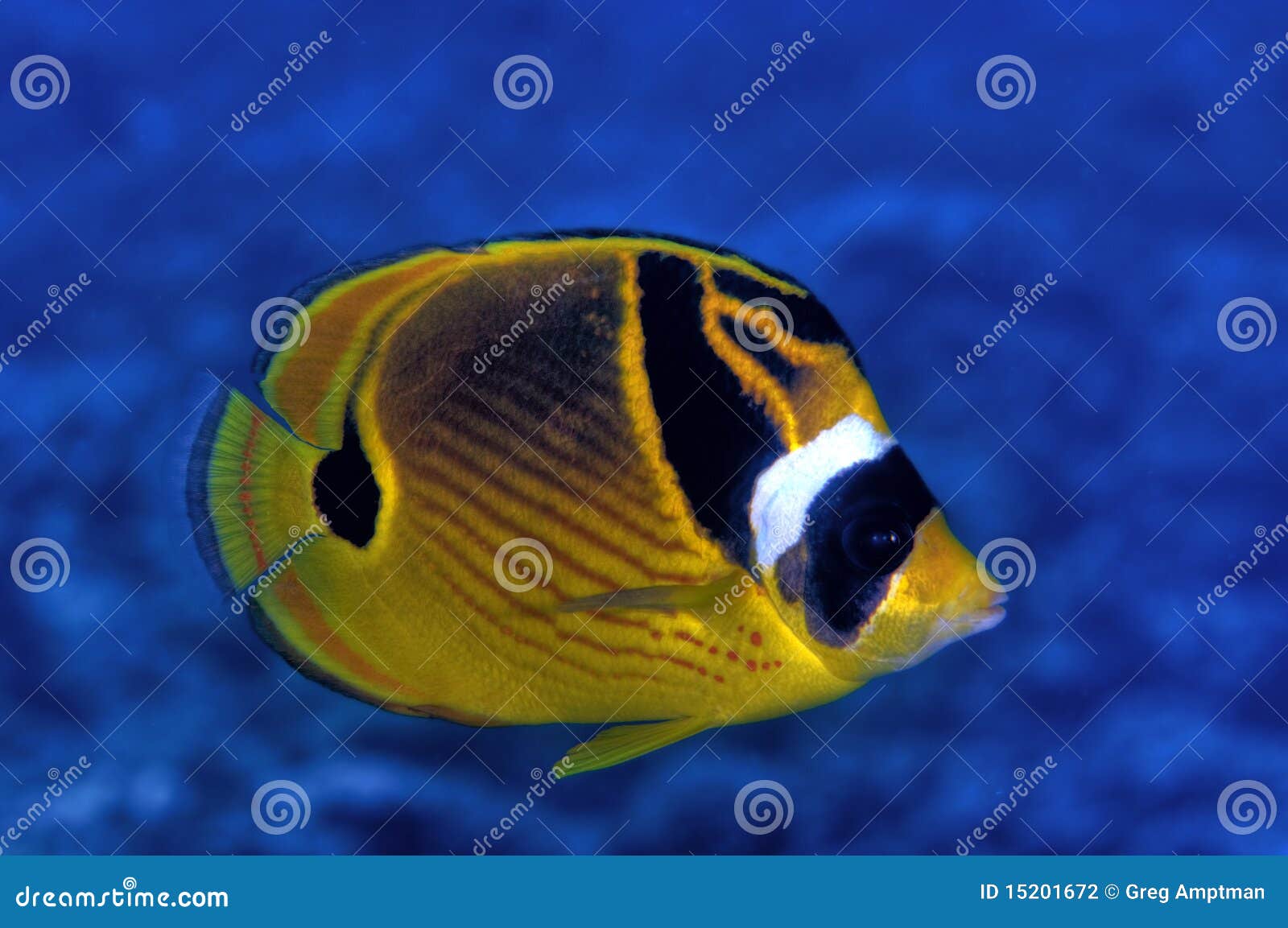 Poissons De Guindineau De Raton Laveur Photo stock - Image of récif ...