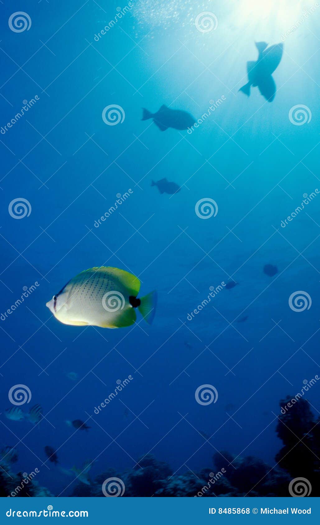 Poissons De Papillon De Milletseed Image. Image: 8485868