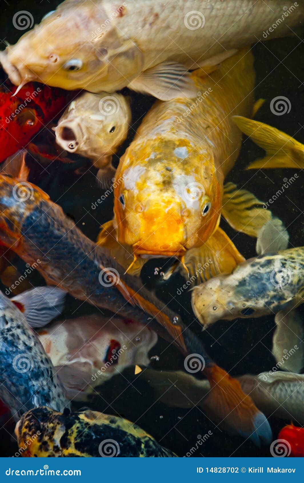 Poissons De Koi Dans L'eau, Vue Courbe Photo stock - Image du jour ...