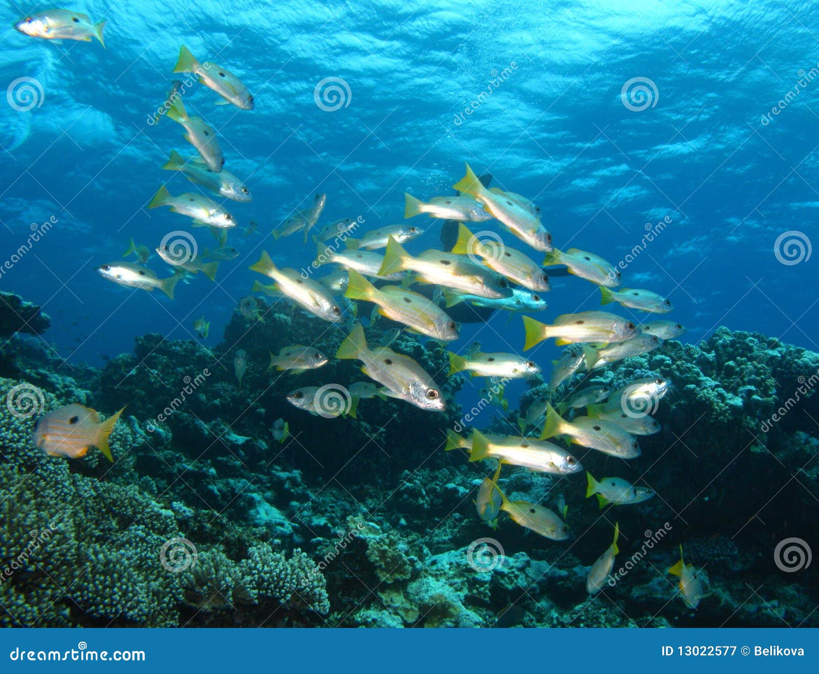 Poissons de la Mer Rouge image stock. Image du marines - 13022577
