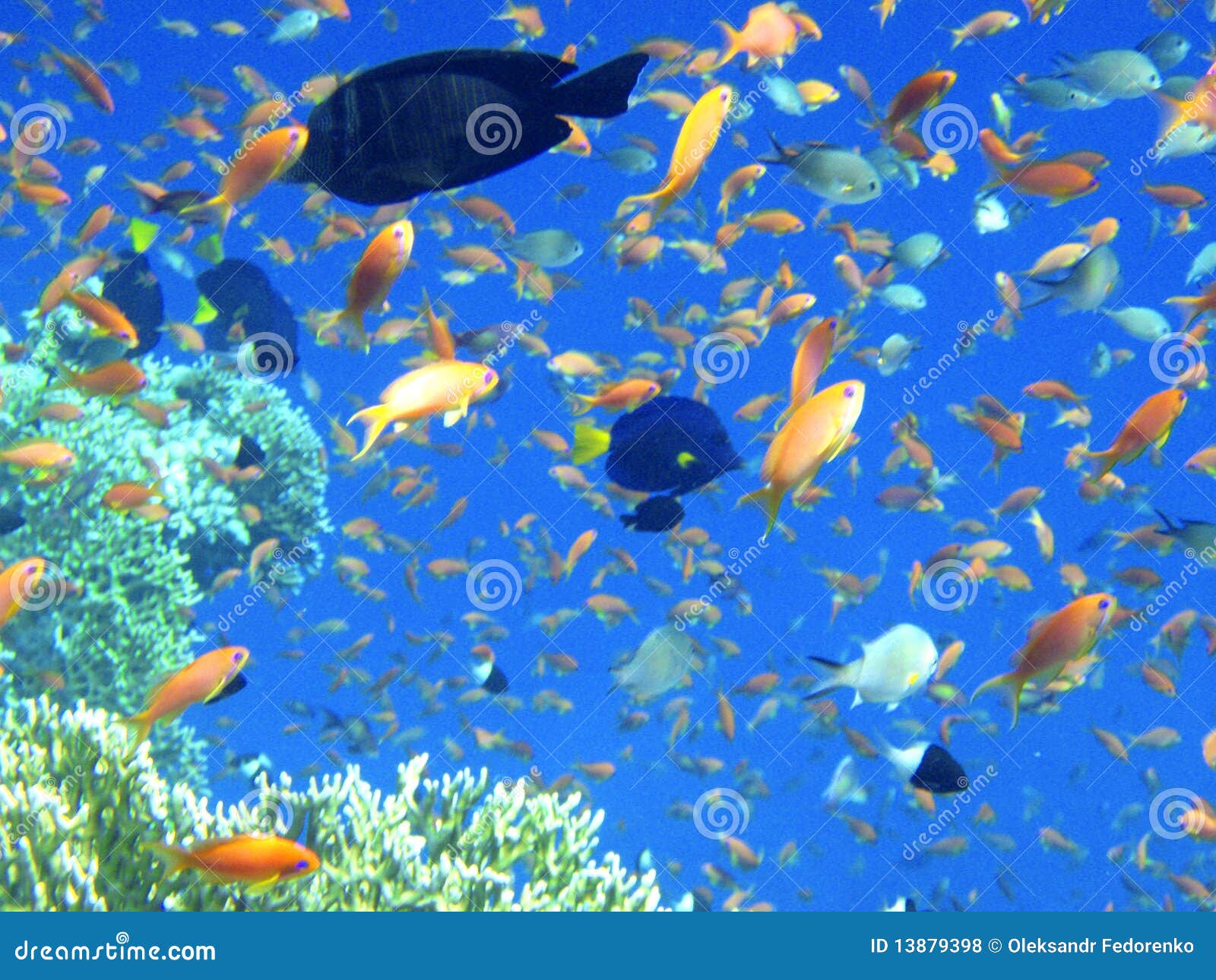 Poissons de la Mer Rouge. photo stock. Image du marin - 13879398