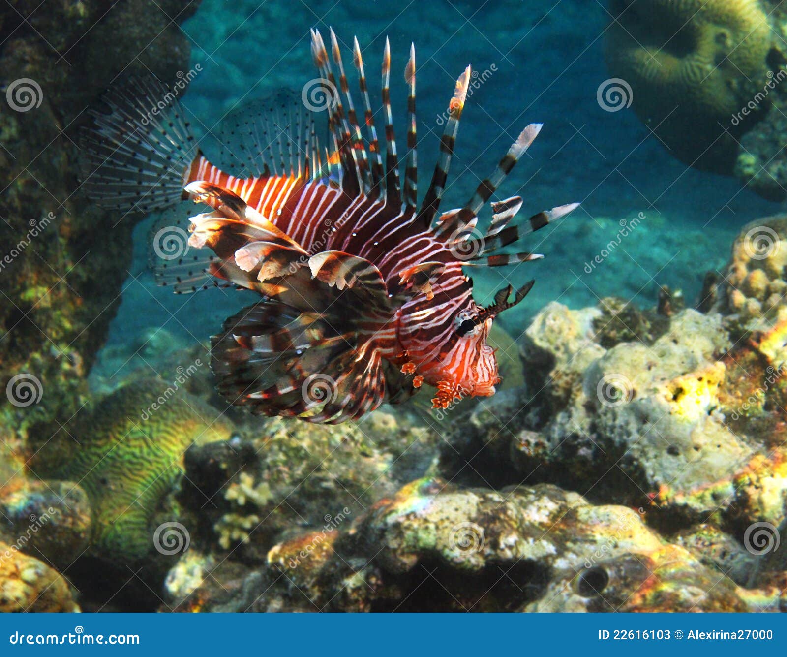 Poissons de la Mer Rouge image stock. Image du tropical - 22616103