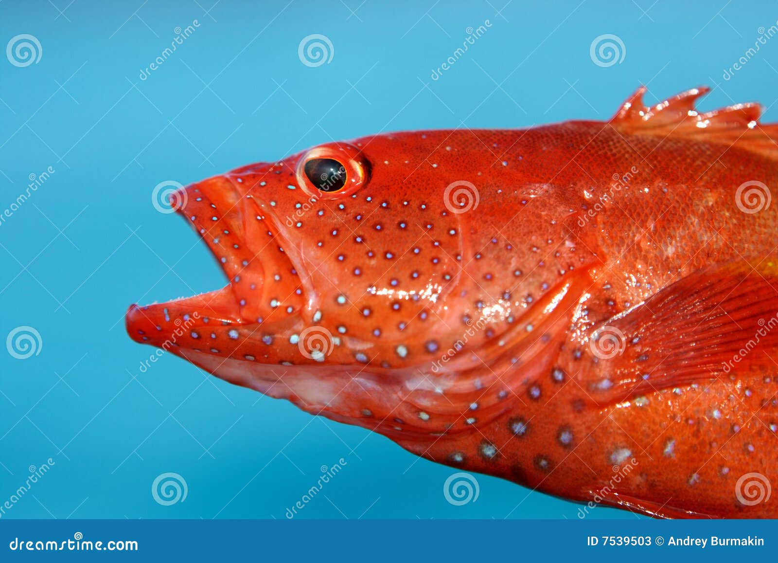 Poissons de la Mer Rouge image stock. Image du pêche, océan - 7539503