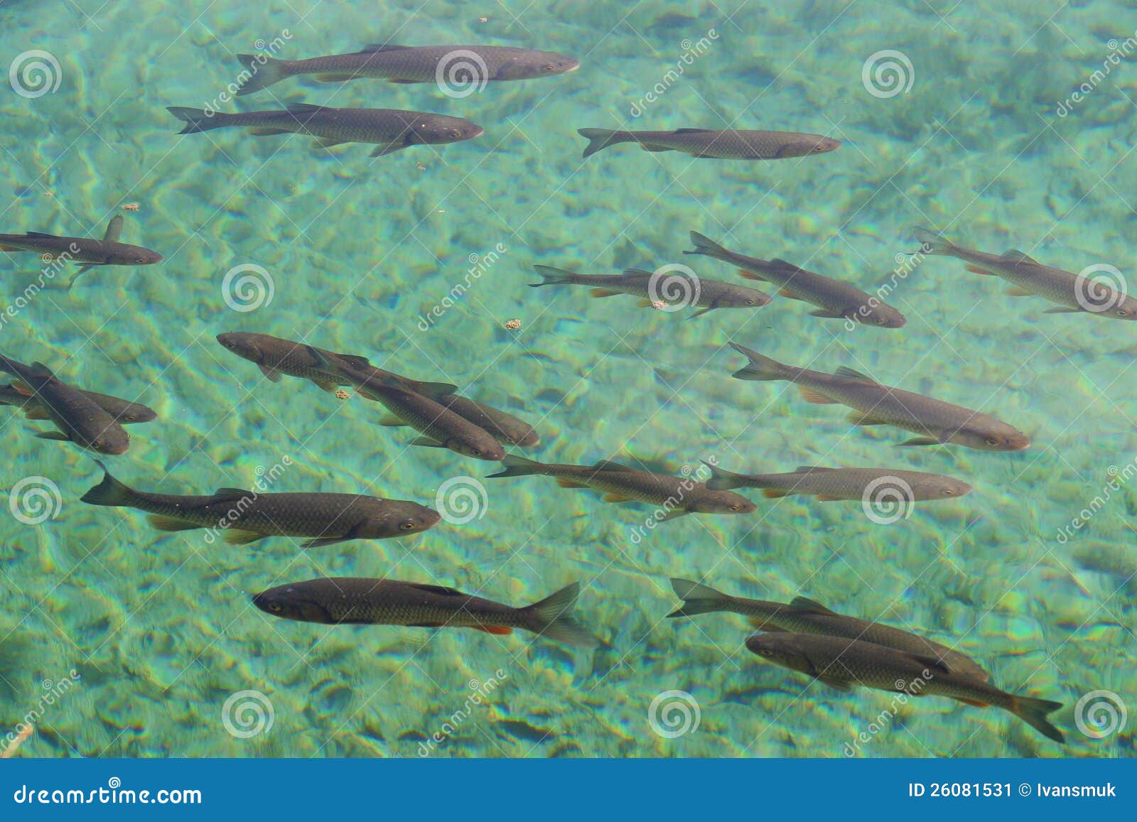 Poissons de lac image stock. Image du pêche, fleuve, réflexion - 26081531