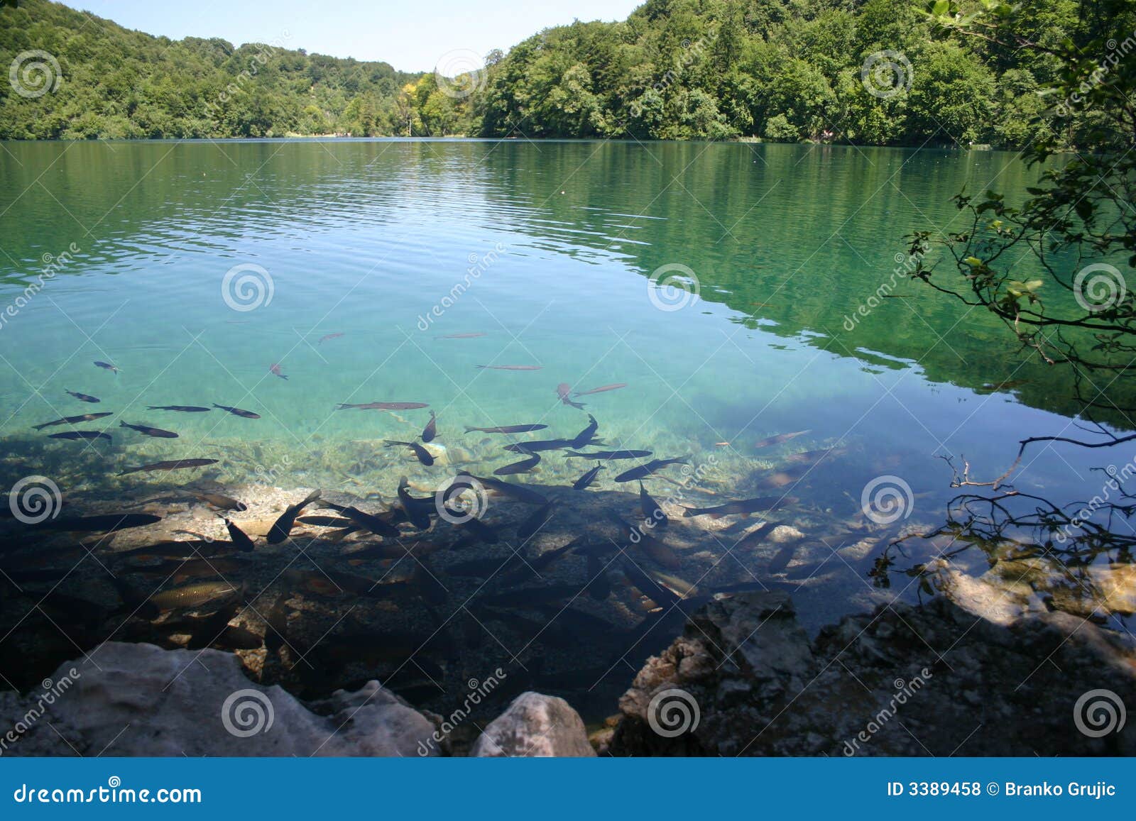 Poissons de lac Plitvice photo stock. Image du wallpaper - 3389458