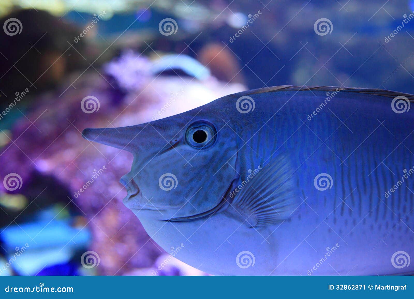 Poissons De Licorne Dans L'aquarium Image stock - Image du maritime ...