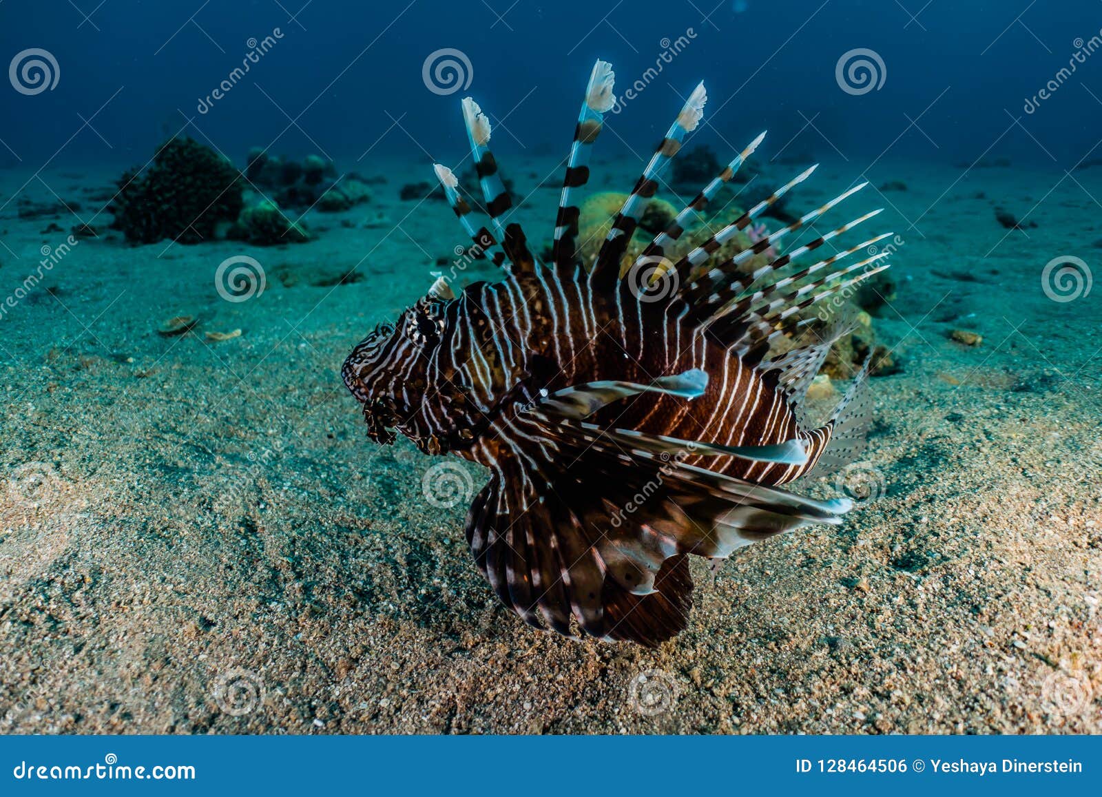 Poissons De Lion En Mer Rouge Photo stock - Image of animaux, animal ...