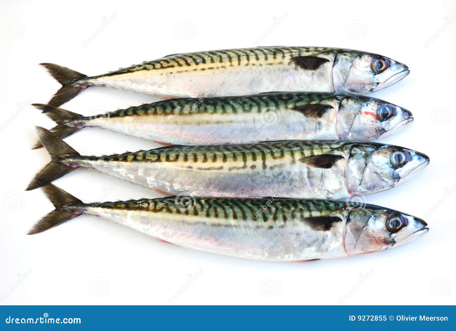 Poissons de maquereau image stock. Image du smelly, divers - 9272855