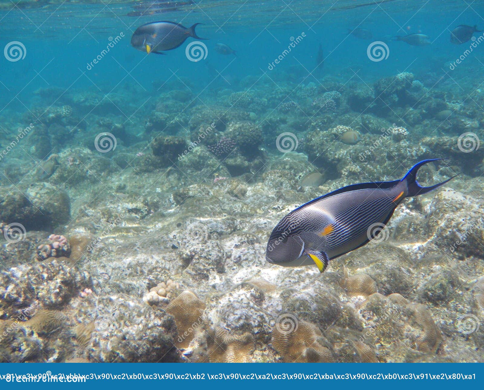Poissons de mer image stock. Image du horizontal, hiver - 65028653
