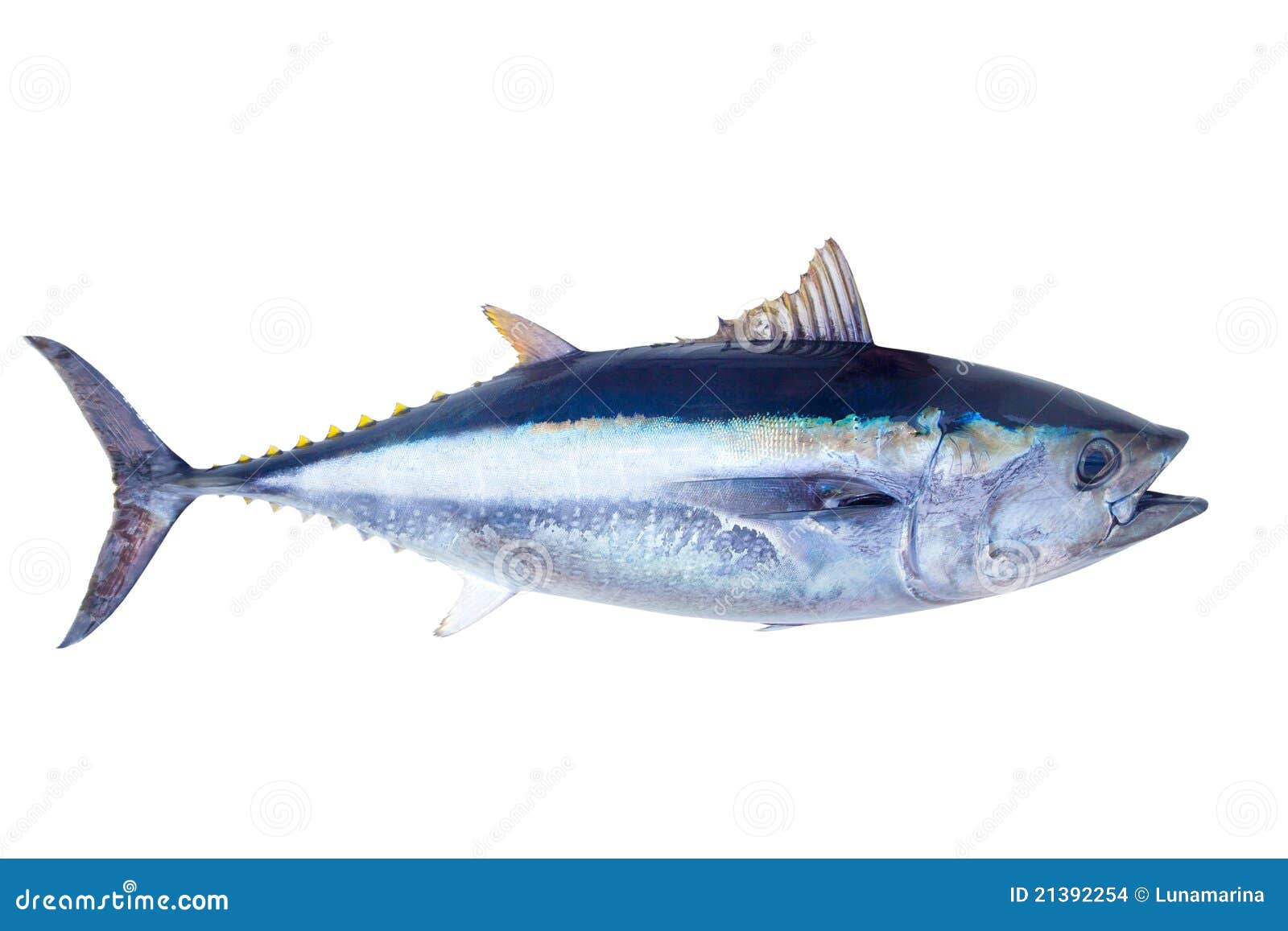 Poissons De Mer De Thynnus De Thunnus De Thon De Thonine Photo stock ...