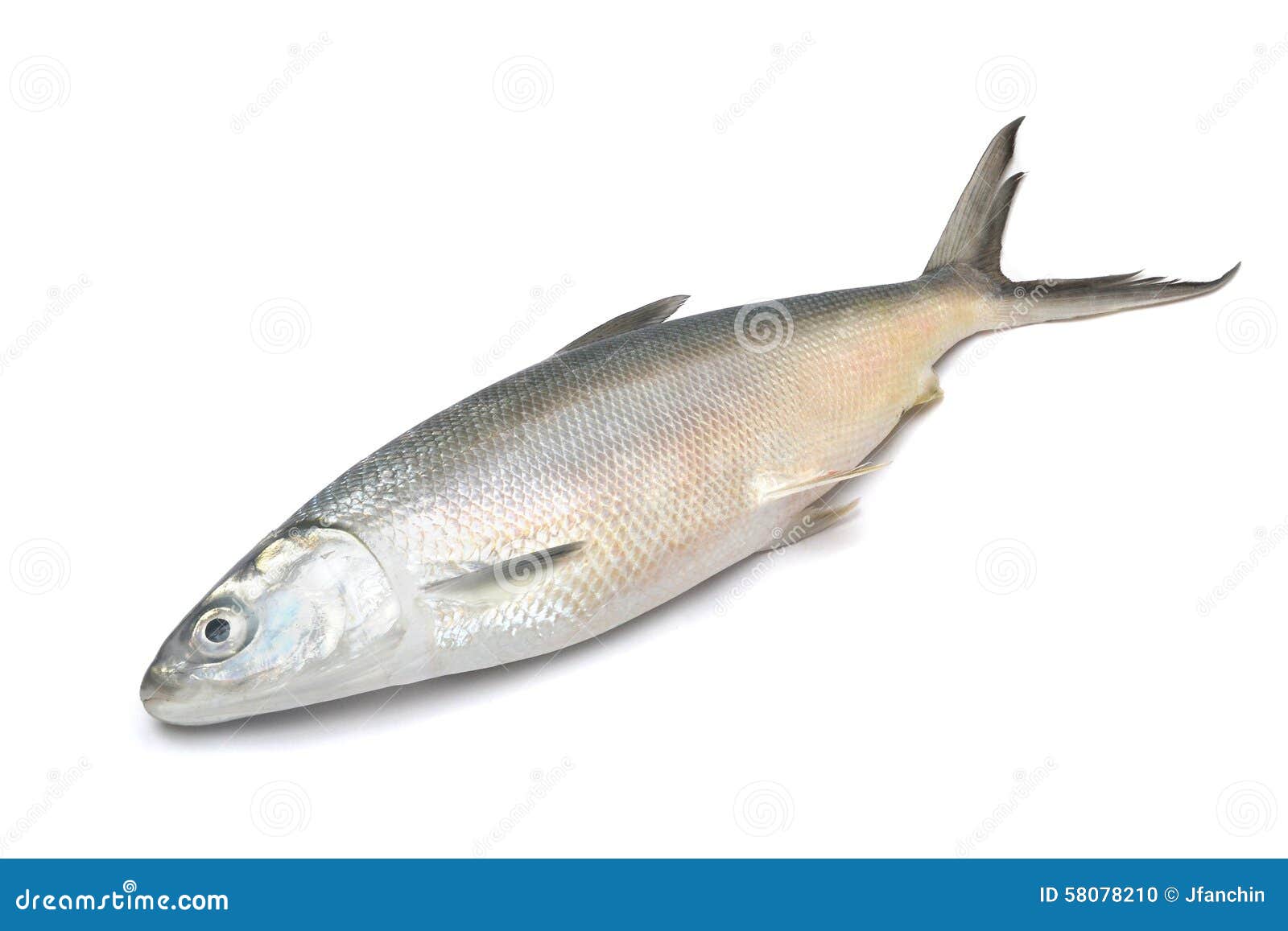 Poissons De Mulet Sur Le Blanc Photo stock - Image du main, marin: 58078210