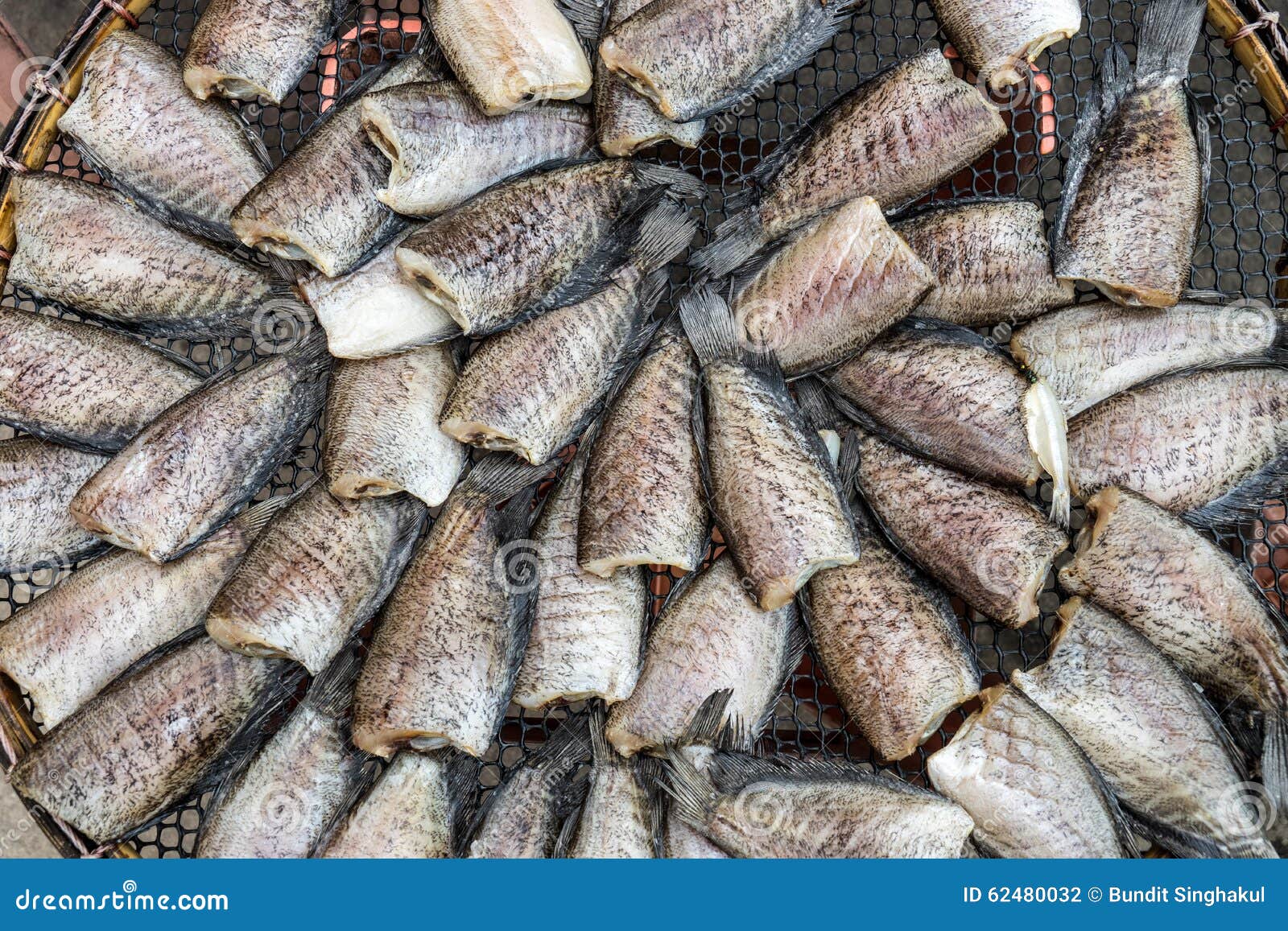 Poissons De Muscle Pectoral De Trichogaster Secs Photo stock - Image du ...