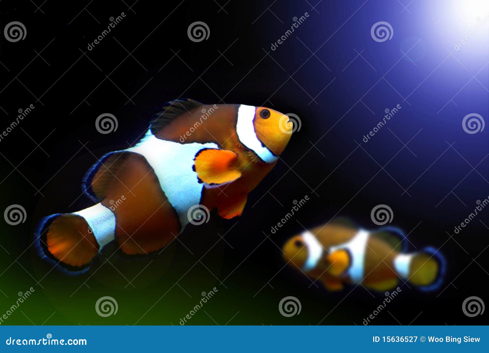 Poissons de Nemo image stock. Image du animal, durée - 15636527