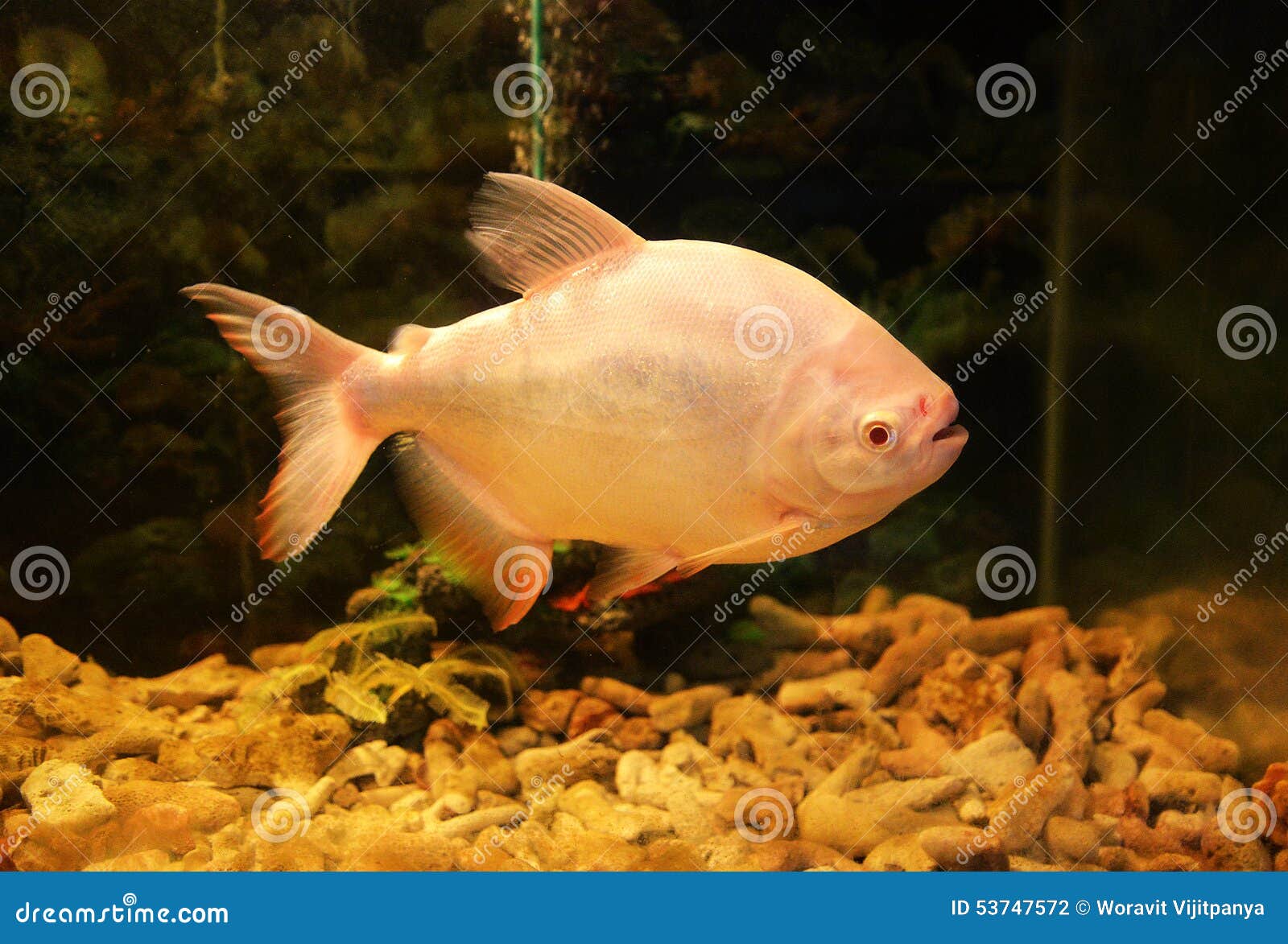 Poissons de Pacu photo stock. Image du oeil, talonneur - 53747572
