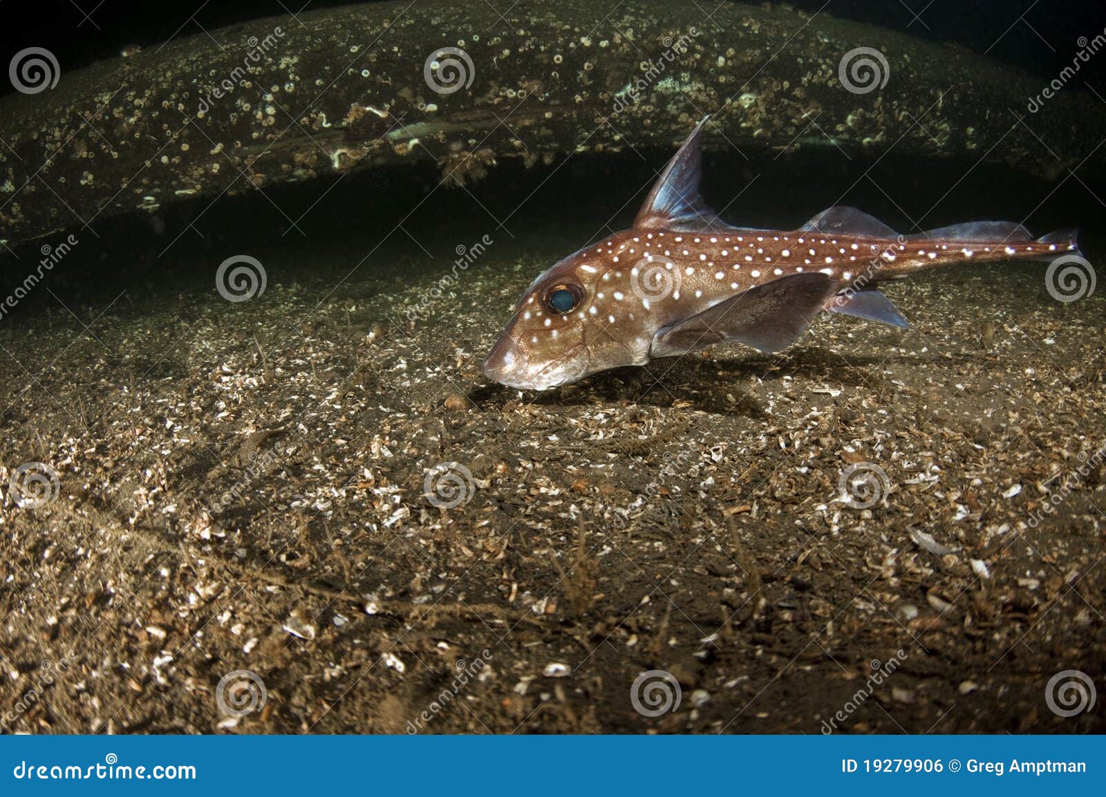 Poissons de rat photo stock. Image du faune, sable, pacifique - 19279906