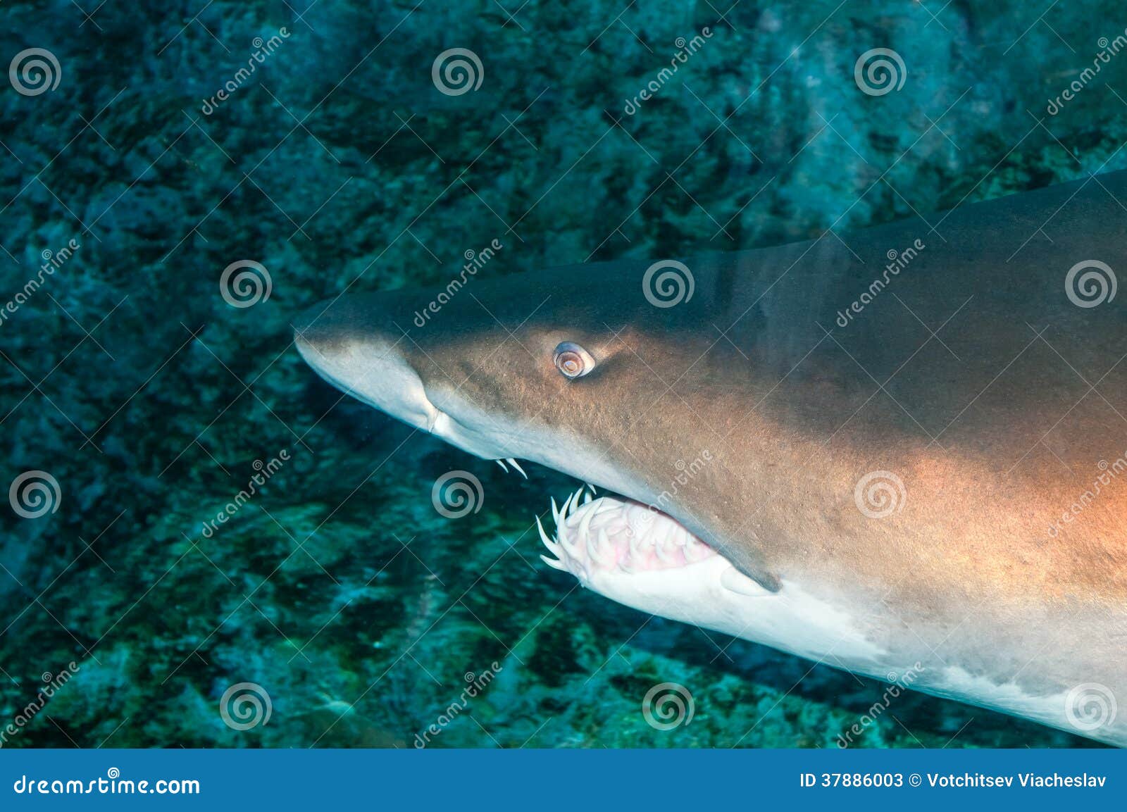 Poissons de requin image stock. Image du pêche, vivant - 37886003