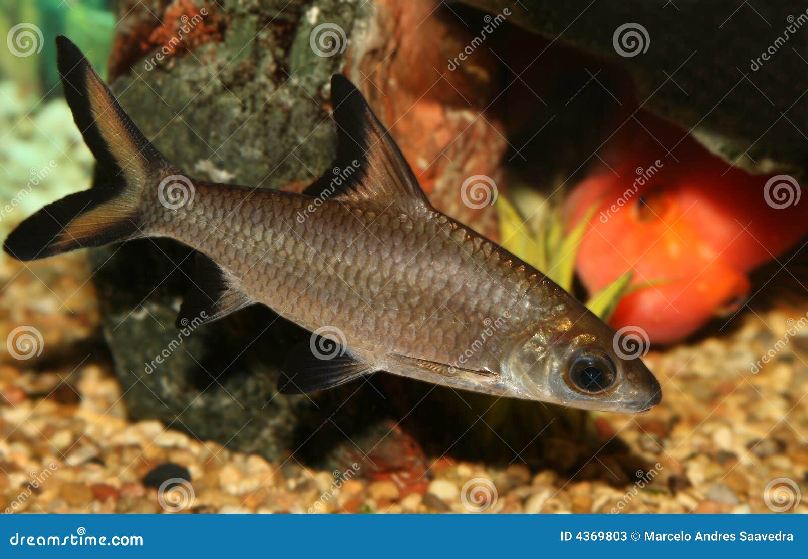 Poissons De Requin De Bala. Image stock - Image du animal, vairon: 4369803