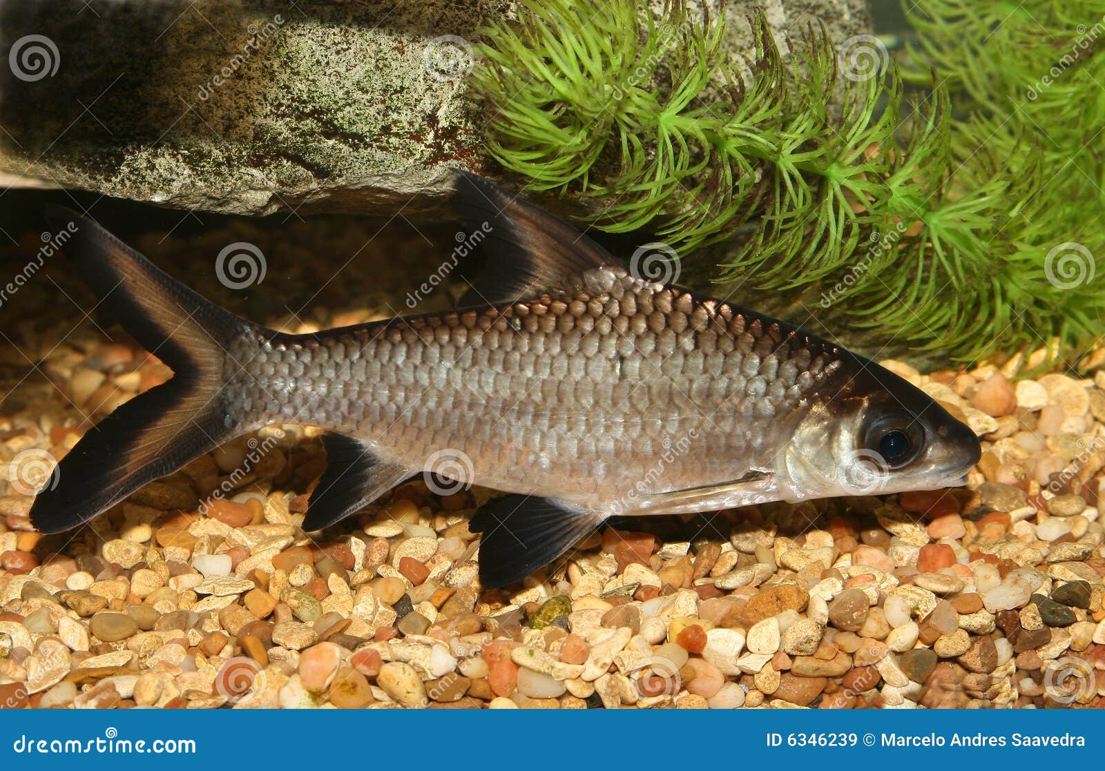 Poissons De Requin De Bala. Image stock - Image du tropical, paisible ...