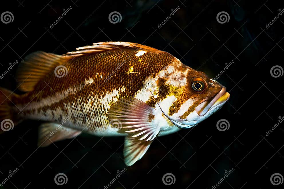 Poissons de roche photo stock. Image du photo, roche - 13742676