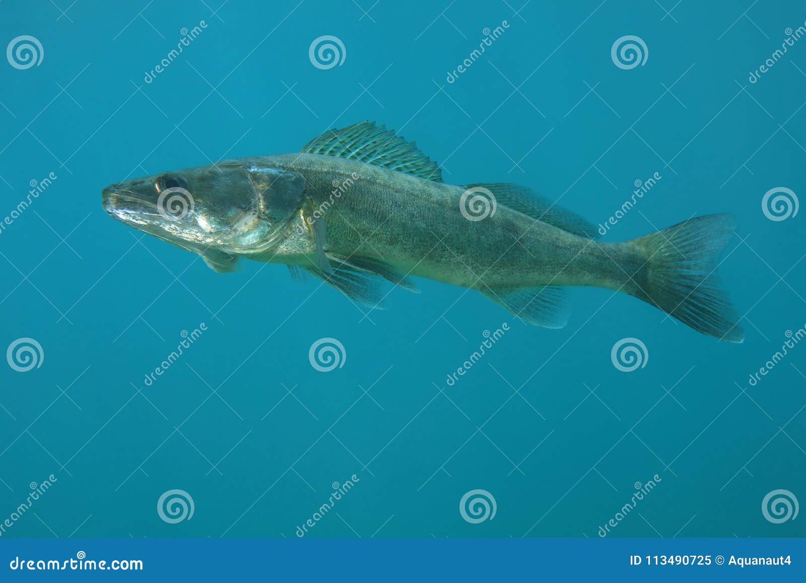 Poissons de sandre image stock. Image du prédateur, profondément ...