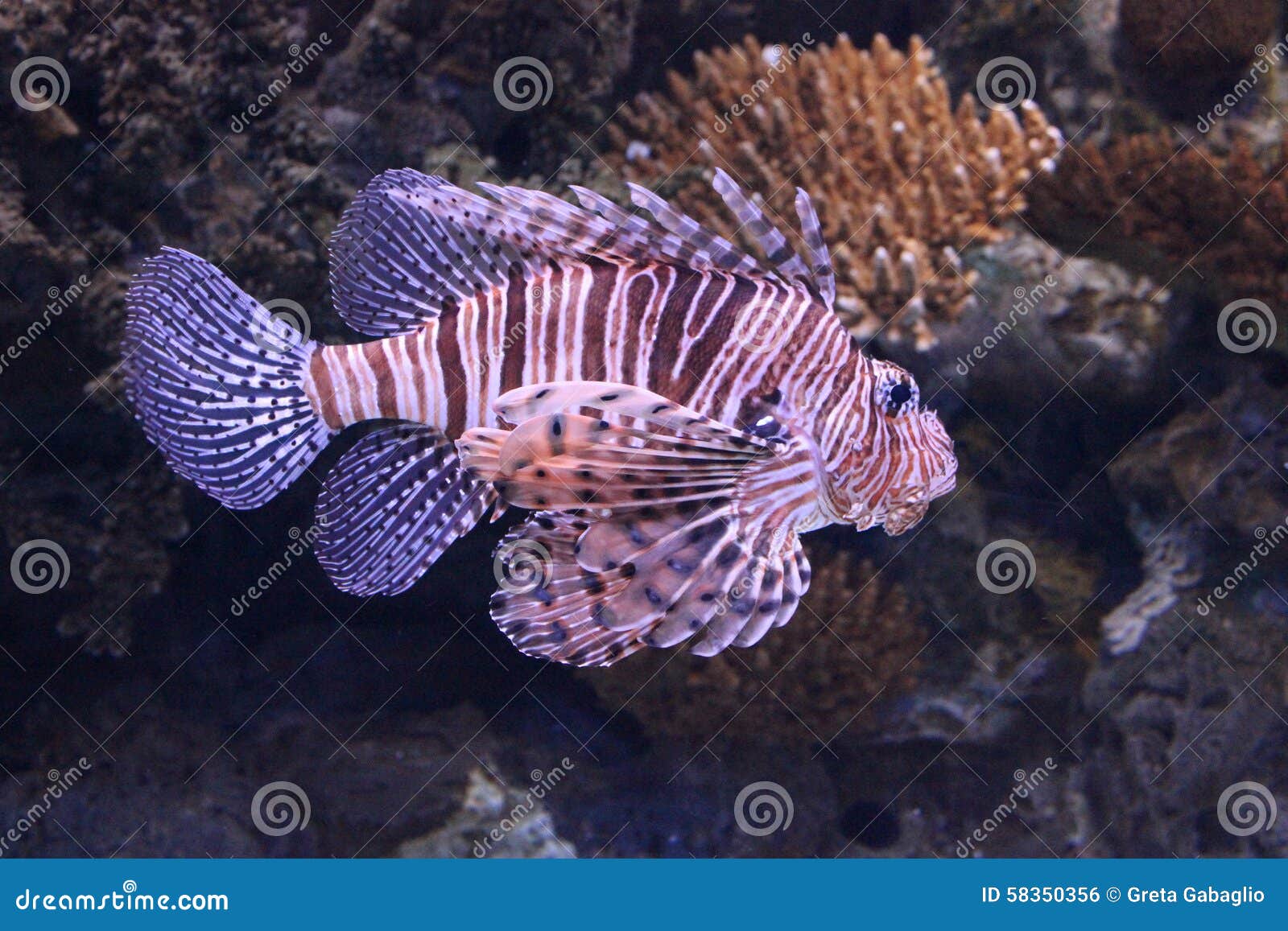 Poissons De Scorpion Dans L'aquarium Photo stock - Image du corail ...