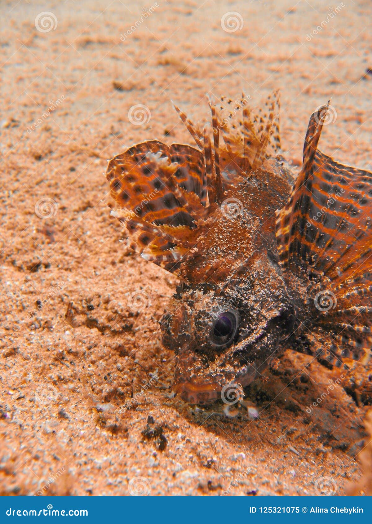Poissons De Scorpion En Mer Rouge Image stock - Image du couleur ...