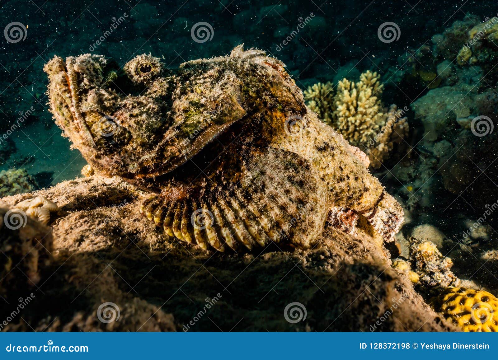 Poissons De Scorpion En Mer Rouge Photo stock - Image du marin, azur ...