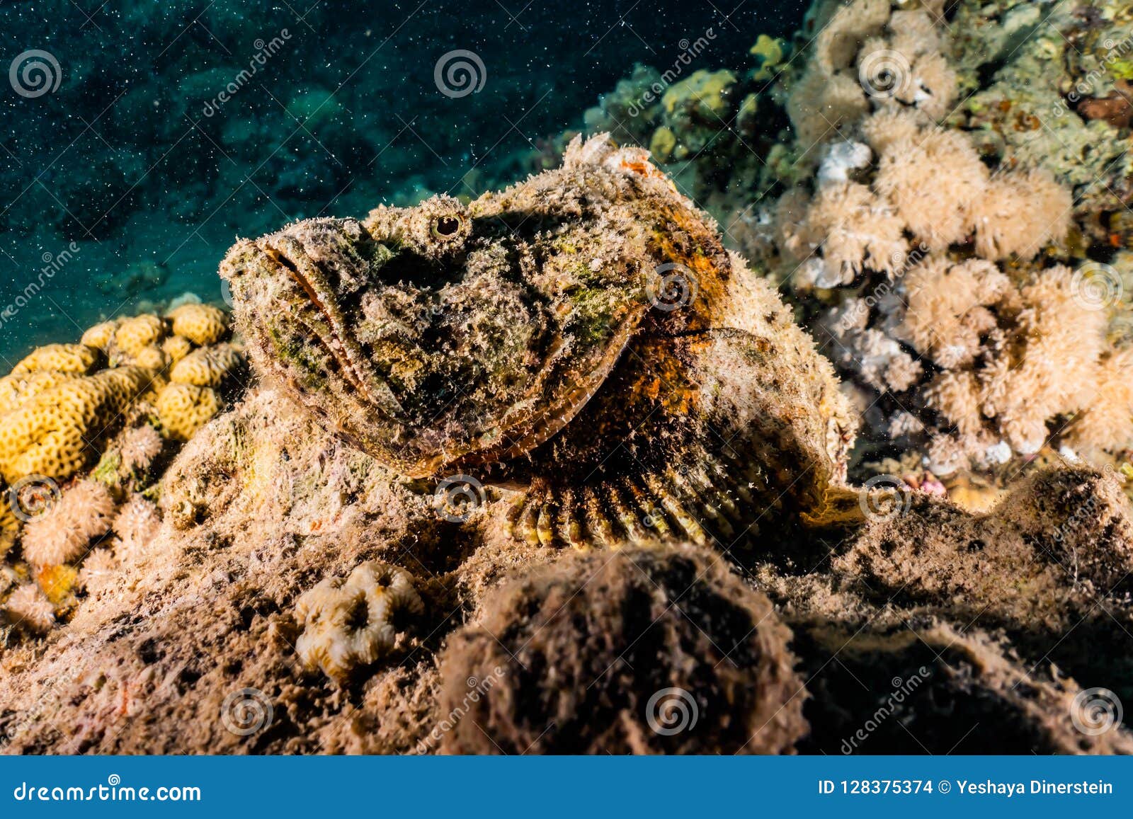 Poissons De Scorpion En Mer Rouge Photo stock - Image du côte, plongée ...