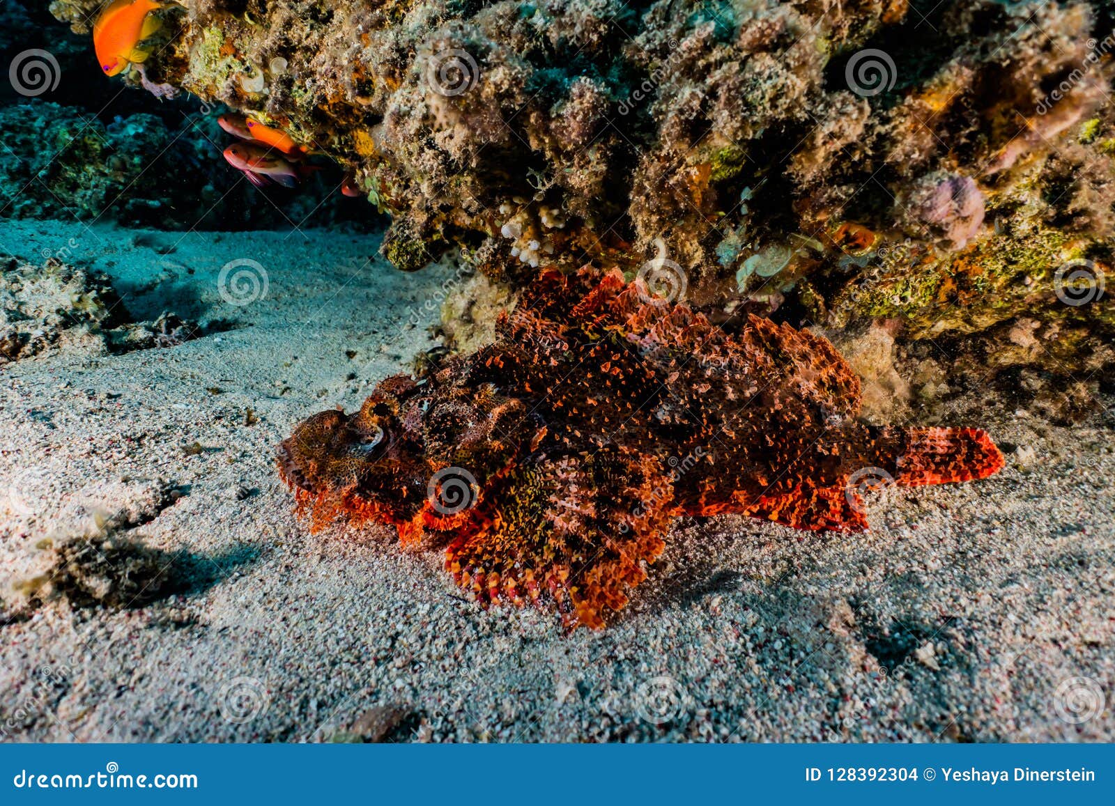 Poissons De Scorpion En Mer Rouge Photo stock - Image du camouflage ...