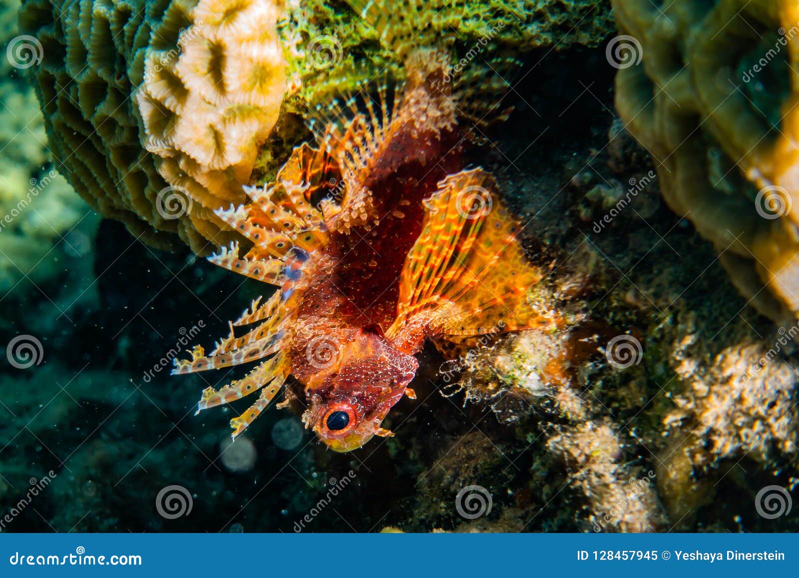 Poissons De Scorpion En Mer Rouge Image stock - Image du exotique ...