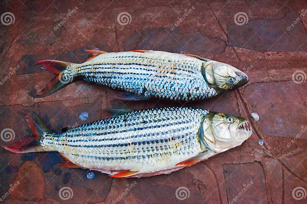 Poissons de tigre image stock. Image du côté, tigre, échelle - 12581299