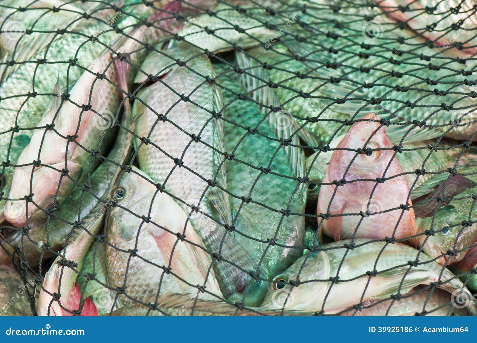Poissons De Tilapia Du Nil Dans Le Filet Photo stock - Image du ...