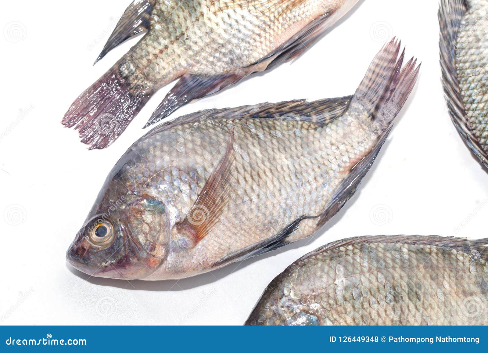Poissons De Tilapia Sur Le Fond Blanc Photo stock - Image du arrière ...