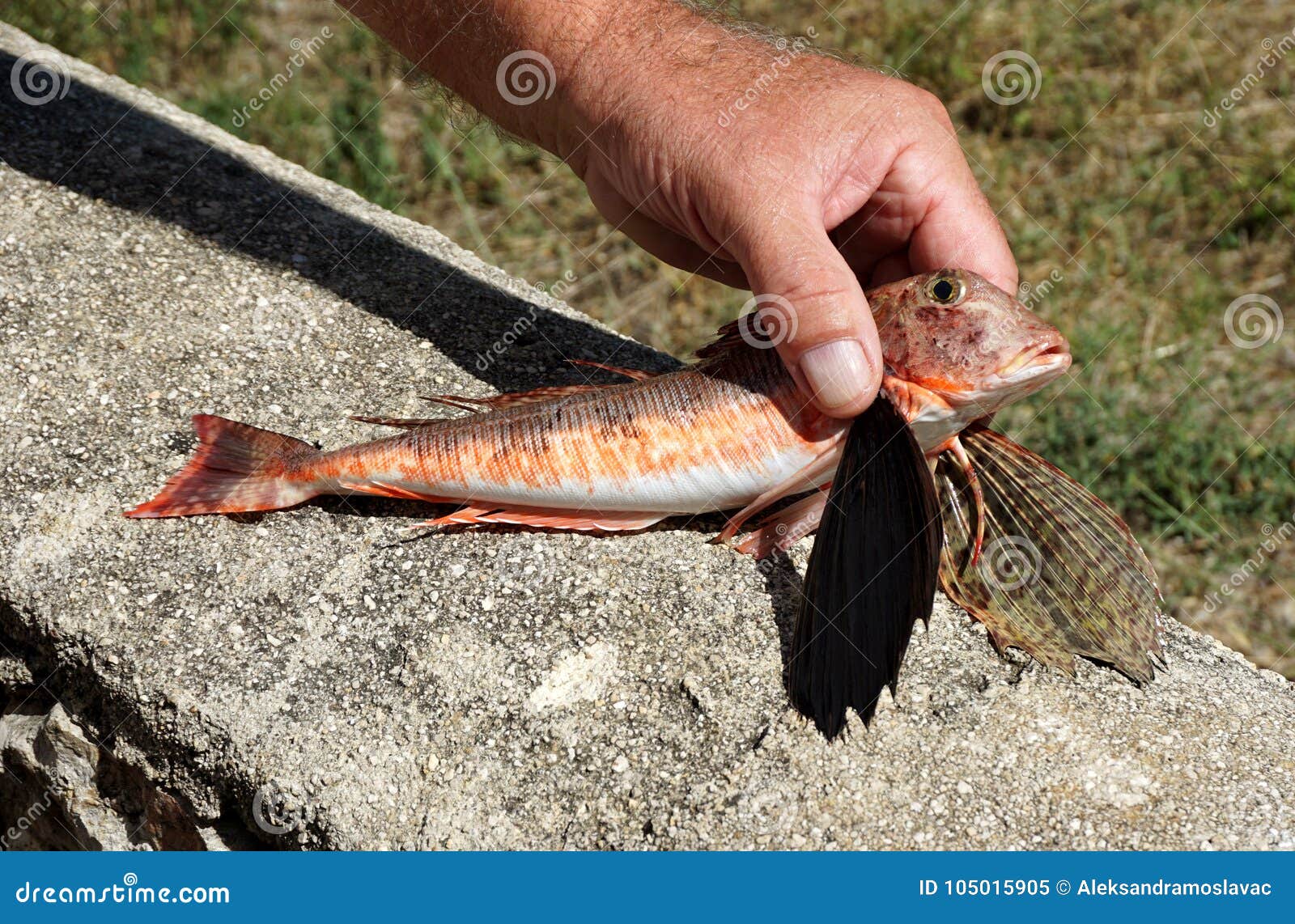 Poissons De Vol, Poisson De Mer, Exocoetidae Image stock - Image du ...