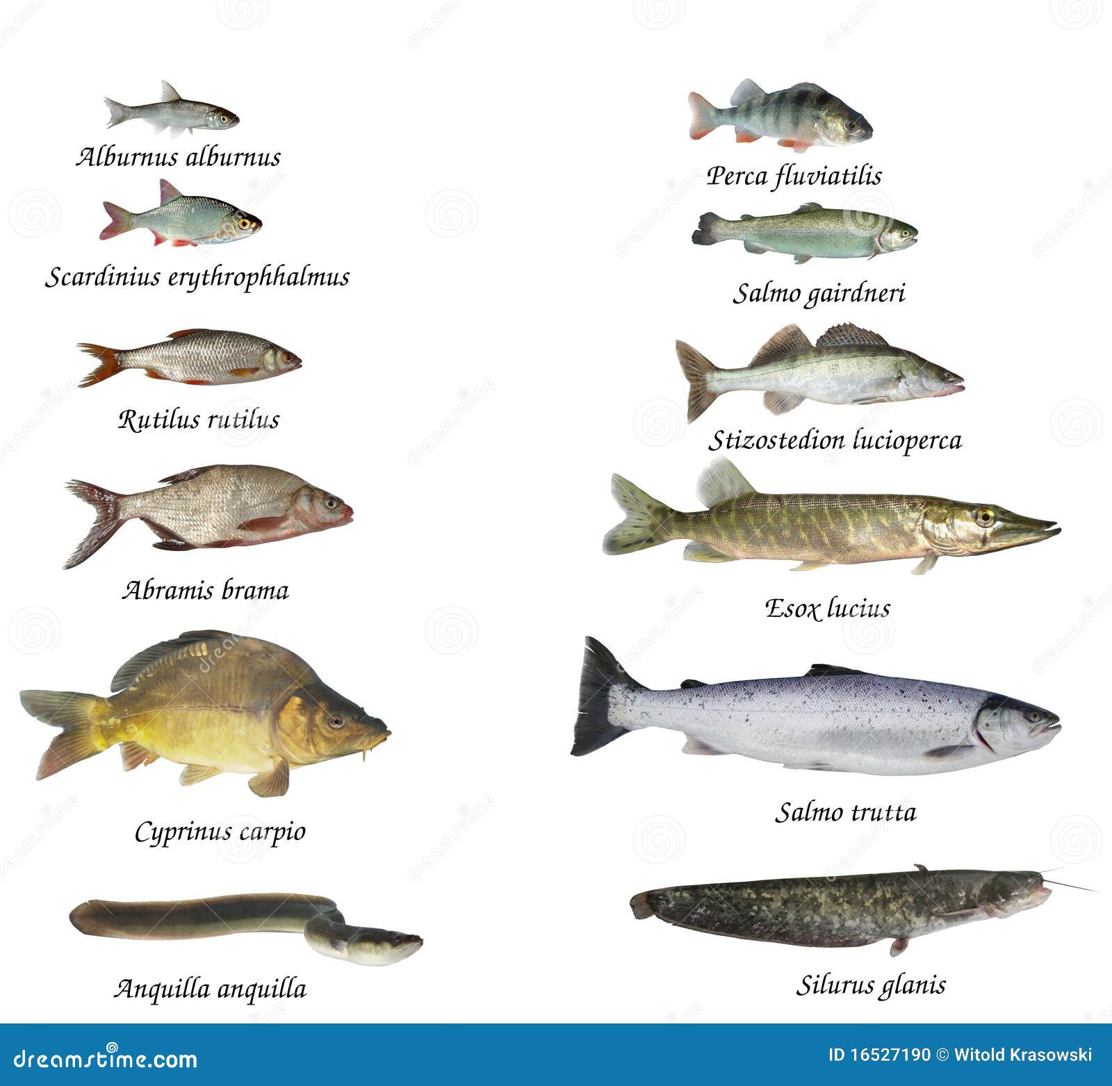Poissons Des Fleuves Et Des Lacs Photo stock - Image du gardon, ciel ...