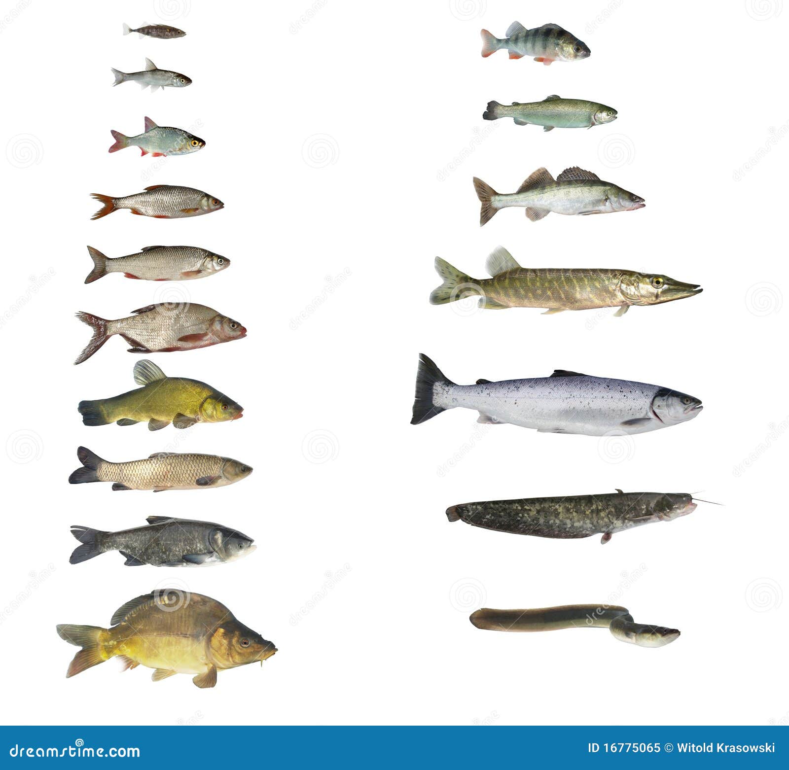 Poissons Des Fleuves Et Des Lacs Image stock - Image du rotengle ...