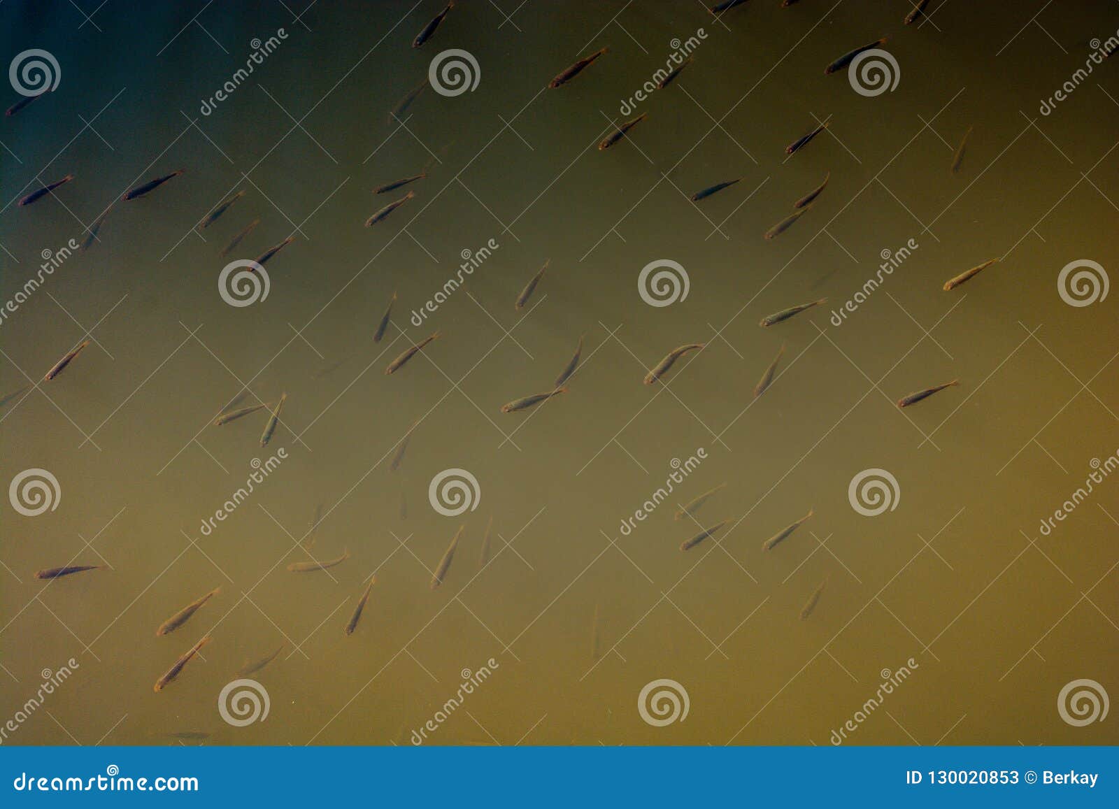 Poissons En Abondance Dans Les Eaux Boueuses Image stock - Image du ...