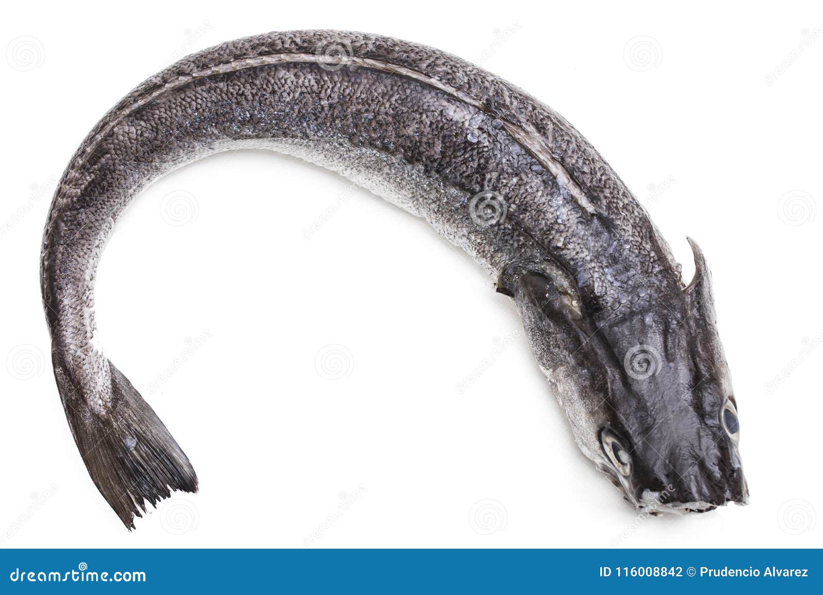 Poissons Entiers De Merluches D'isolement Photo stock - Image du vert ...