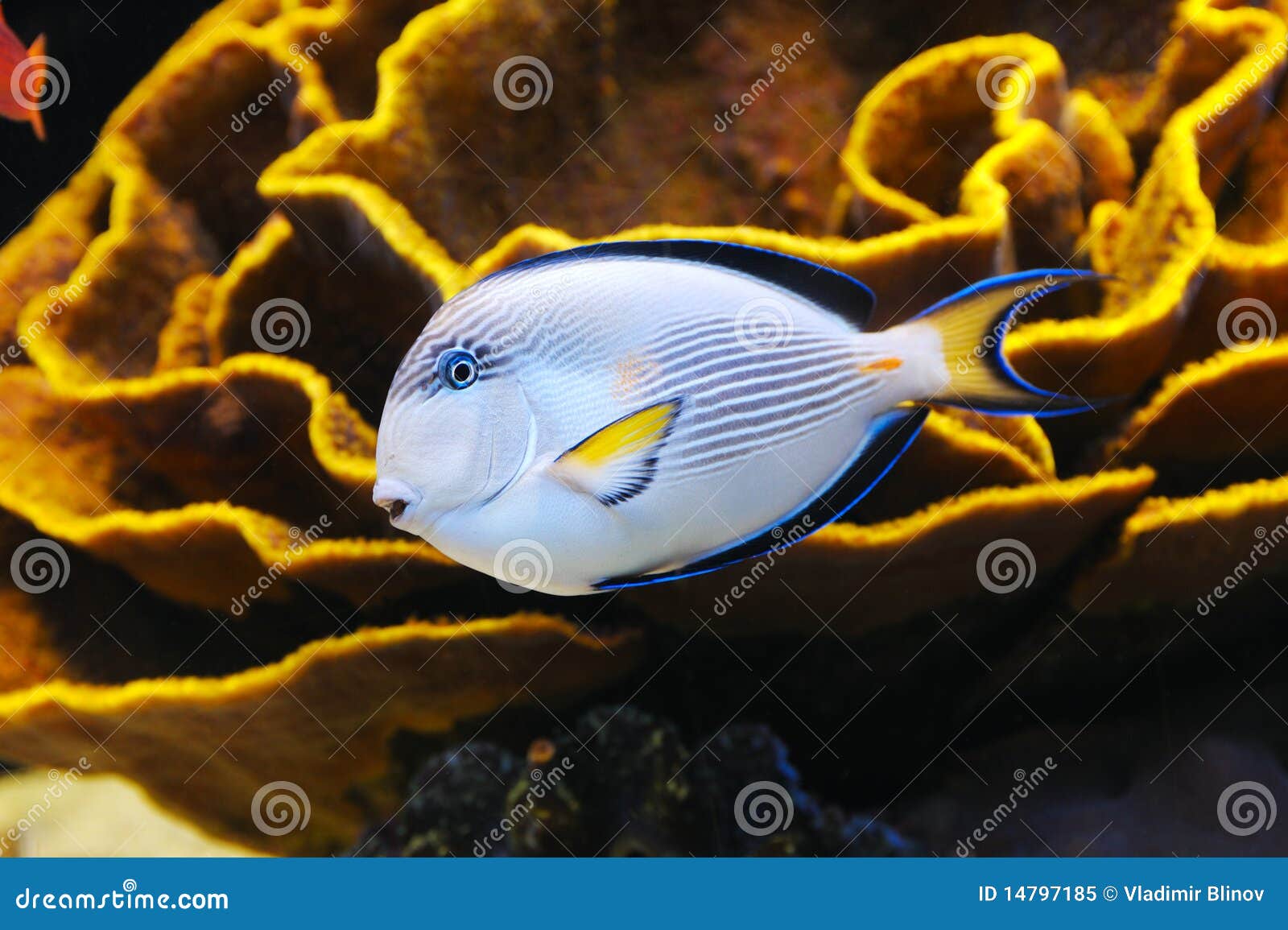 Poissons Et Corail De La Mer Rouge Image stock - Image du tropical ...