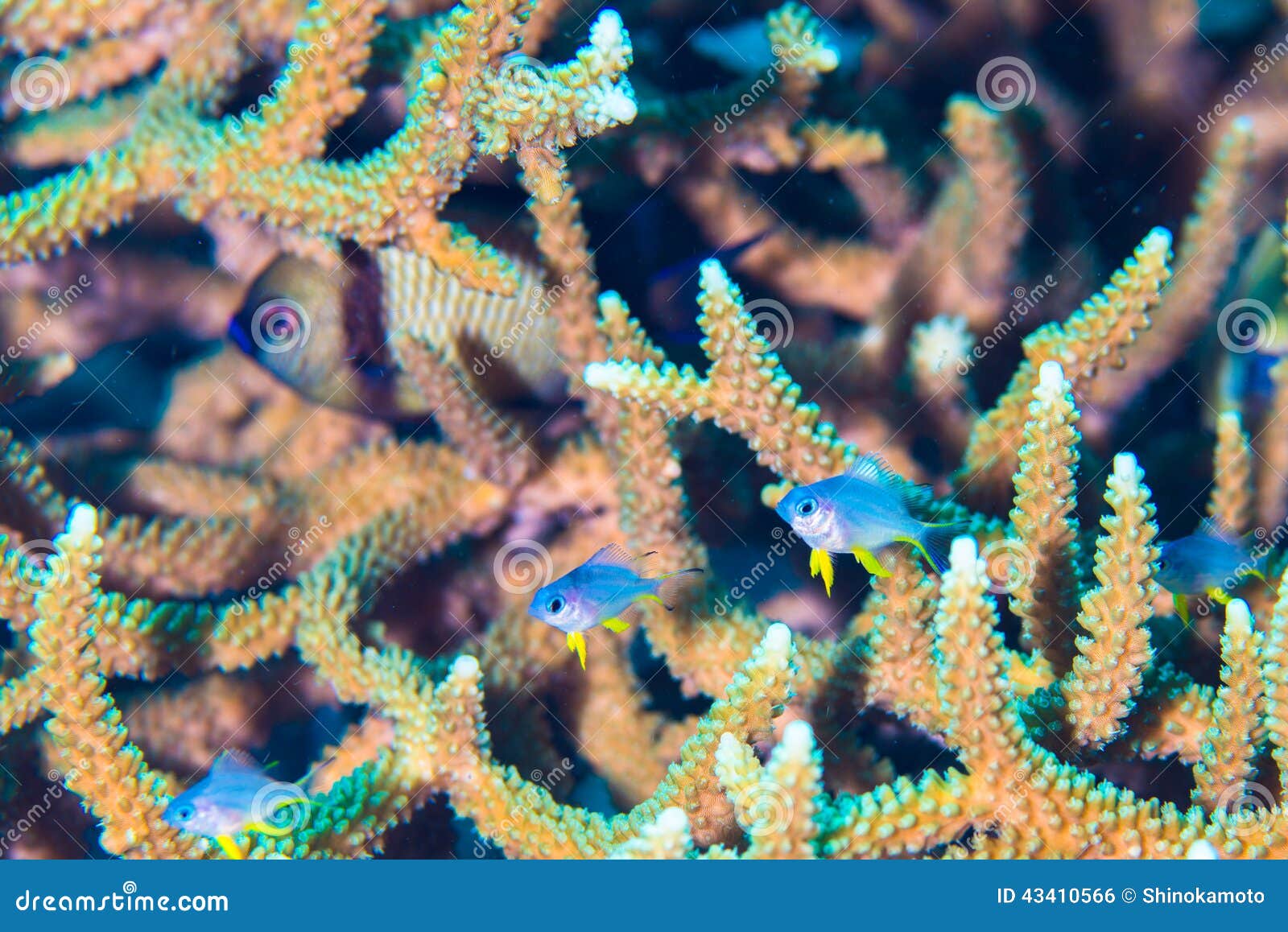 Poissons Et Corail Tropicaux Photo stock - Image du turquoise, soleil ...