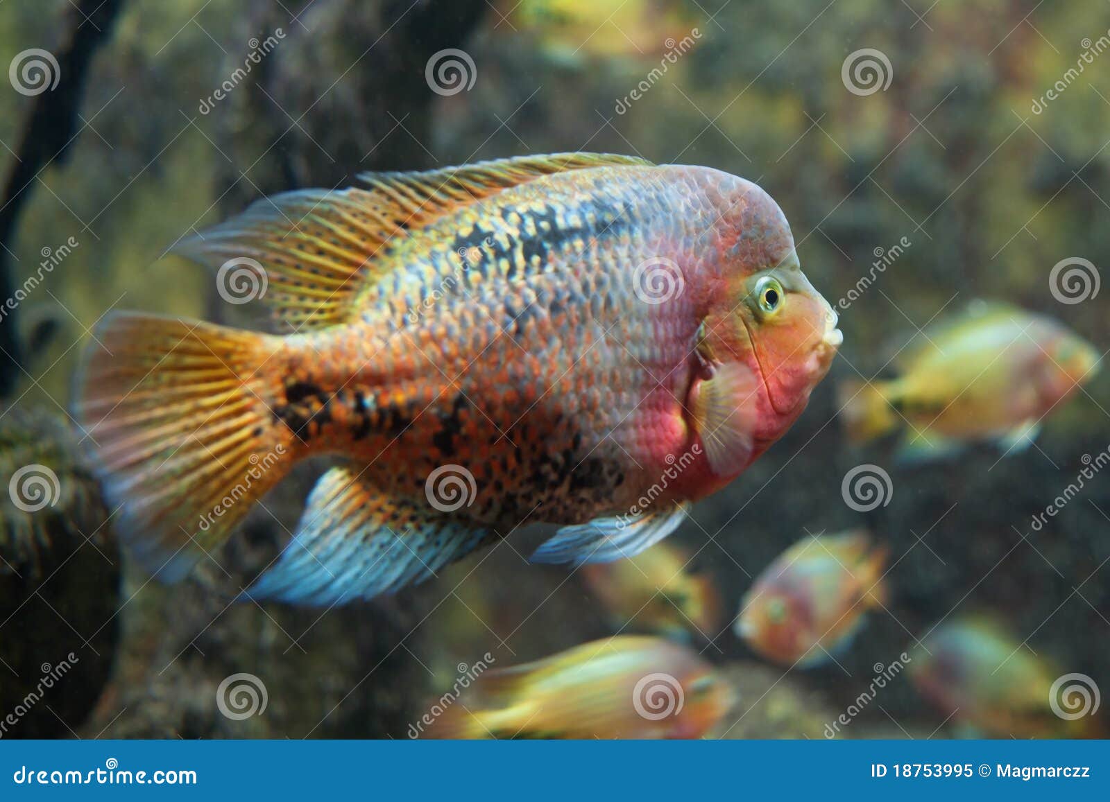 Poissons exotiques image stock. Image du groupe, lumineux - 18753995
