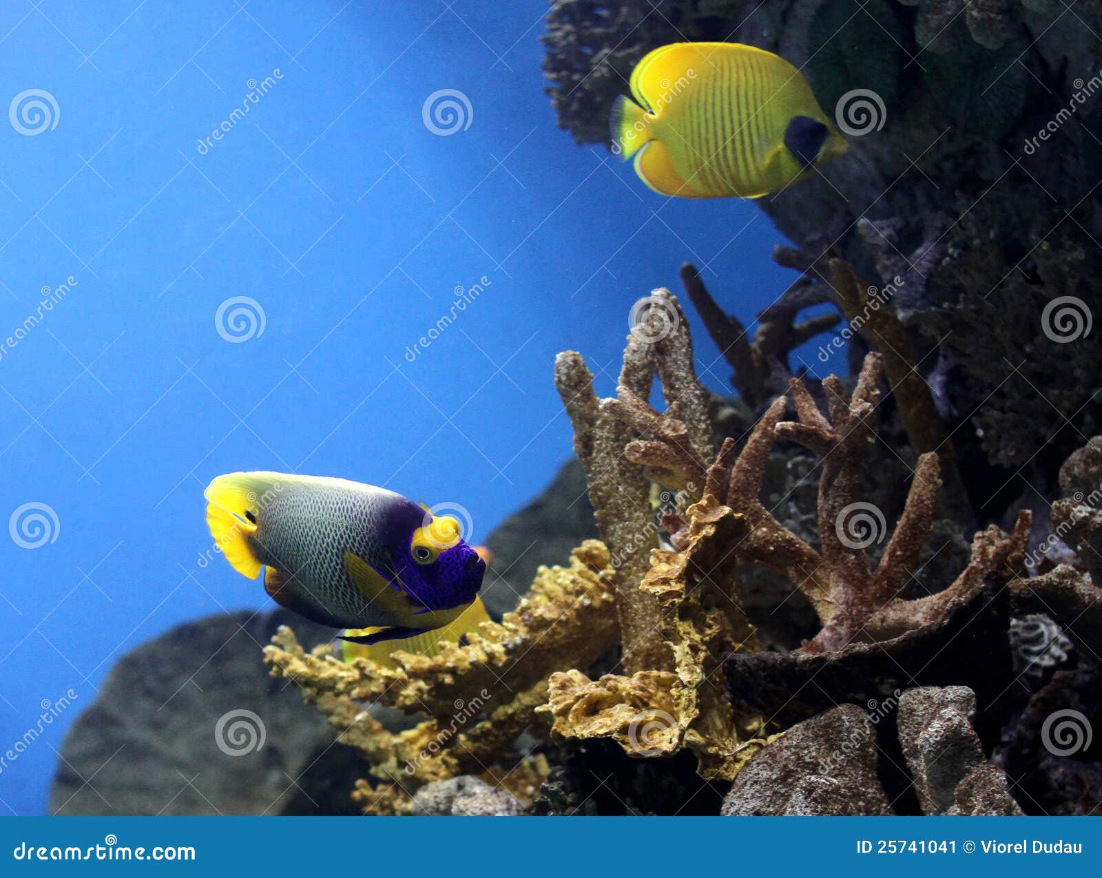 Poissons exotiques image stock. Image du aquatique, natation - 25741041